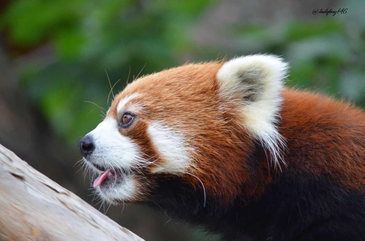 Sad Red Panda